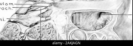 Development and anatomy of the nasal accessory sinuses in man ...