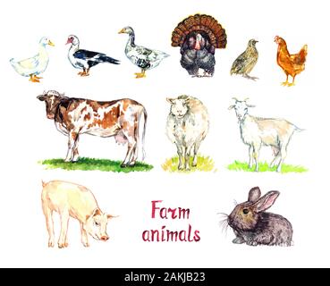 Farm animals on white background. Cute cartoon farm animals set. A ...