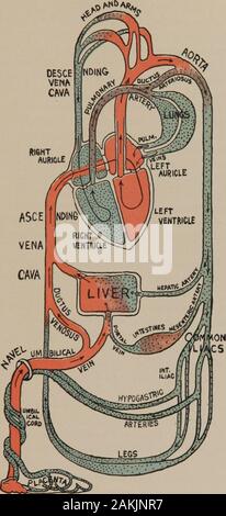 Fetal Circulation Model Labeled