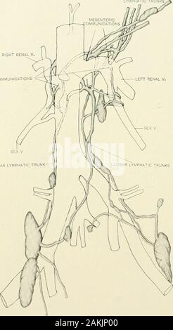 The American journal of anatomy . INTESTINAL LYMPHATIC TRUNKS ...