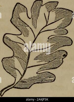 Botany of the Southern states . Fig. 73.. Sinuate-lobed. Pinnatifid ...