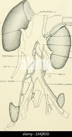 The American journal of anatomy . INTESTINAL LYMPHATIC TRUNKS ...