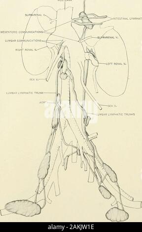 The American journal of anatomy . INTESTINAL LYMPHATIC TRUNKS ...