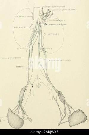 The American journal of anatomy . INTESTINAL LYMPHATIC TRUNKS ...