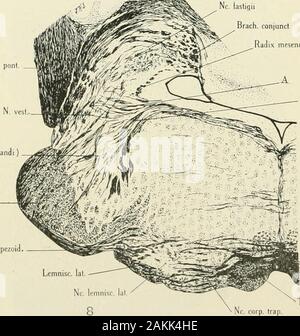 The American journal of anatomy . Corp. trapezoid. noriiss. Corp. trap ...