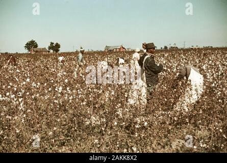 Day laborers chop cotton near Clarksdale, Mississippi. Wolcott, Marion ...