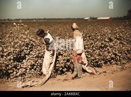 African American sharecroppers work a cotton field in the MIssissippi ...