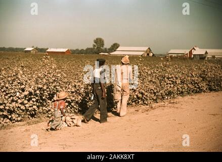 African American sharecroppers work a cotton field in the MIssissippi ...
