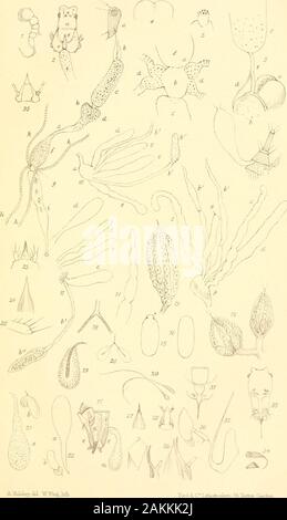 List of the specimens of homopterous insects in the collection of the ...