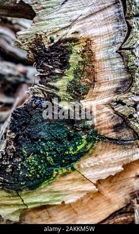 bio veggie garden in summer Stock Photo - Alamy
