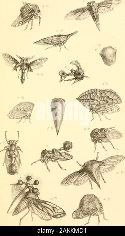 List of the specimens of homopterous insects in the collection of the ...