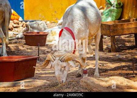 Herd of goats on a typical dusty yard in Goree, Senegal. It's near ...