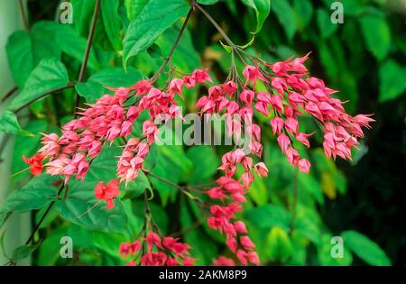 Clerodendrum x speciosum. Java Glory Vine. Red bleeding heart vine in ...
