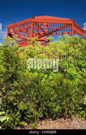Pergola and Thuja - Cedar trees in mulch borders and Salix- Weeping ...