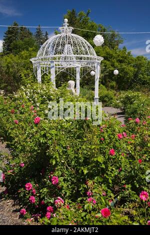 Pink Rosa 'George Vancouver' - Rose bushes with white painted wrought ...