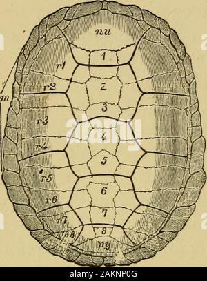 The layers of the skin (epidermis and dermis), as well as an inset with ...
