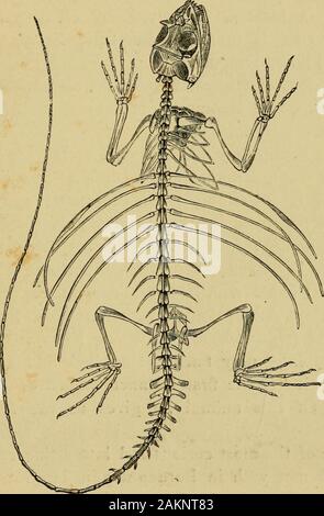 flying dragon lizard skeleton