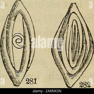 Leaf structure of the Tulip Tree (Liriodendron tulipifera), detail ...
