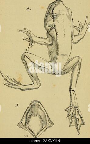 Male Edible frog with distended vocal sacs Stock Photo - Alamy