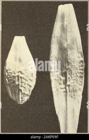 Morphology of the barley grain with reference to its enzym-secreting ...