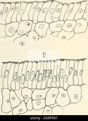Morphology of the barley grain with reference to its enzym-secreting ...