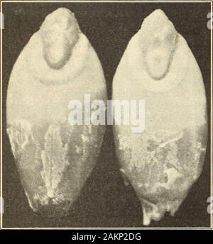 Morphology of the barley grain with reference to its enzym-secreting ...