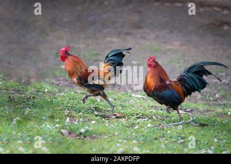 A proud wild rooster in colourful coat walking in the Western Spring ...