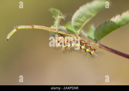 Sweet gale dagger moth larva Stock Photo - Alamy