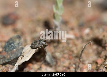 Jumping spider (Attulus saltator Stock Photo - Alamy