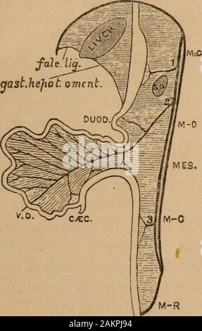 Superior Mesenteric Artery Stock Photo - Alamy