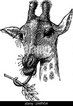 The camel is a common beast of burden in the arid province of ...