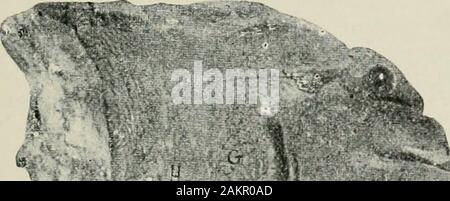 Venous gangrene Stock Photo: 1684722 - Alamy