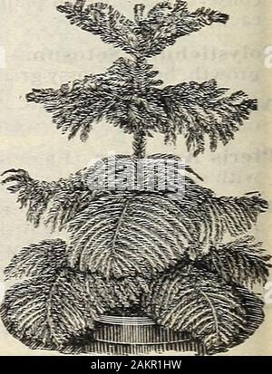 Norfolk Island Palm Trees (Araucaria heterophylla) Manly beach, Sydney ...