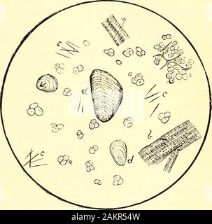 Potato starch grains under the microscope 200x Stock Photo - Alamy