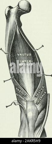 . Applied anatomy and kinesiology. Insertion.—^The linea aspera in the ...