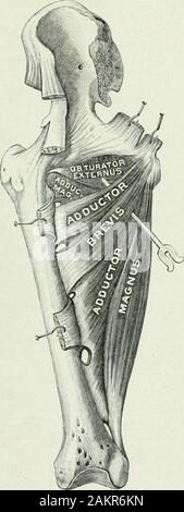 . Applied anatomy and kinesiology. Insertion.—^The linea aspera in the ...