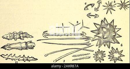 The Glass Sponge, or Venus Flower Basket makes a delicate but rigid ...