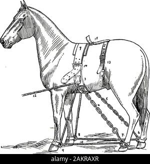 Drawing: Back Harness Stock Photo - Alamy