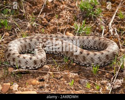 Seoane Viper snake Vipera seoanei Spain Sanz V W Iberian European ...