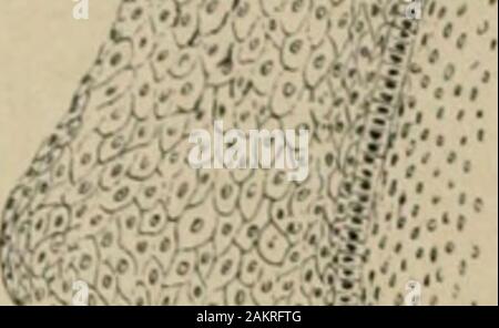 Connective tissue in a tooth in formation. Light microscope X40 at 10 ...