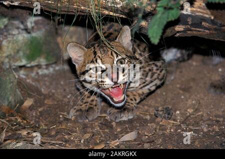 OCELOT leopardus pardalis, ADULT GROWLING Stock Photo - Alamy