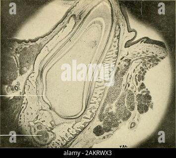 Principles and practice of operative dentistry . Outer layerof ...