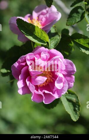 A closeup of beautiful purple beach rose (Rosa rugosa) shrubs Stock ...