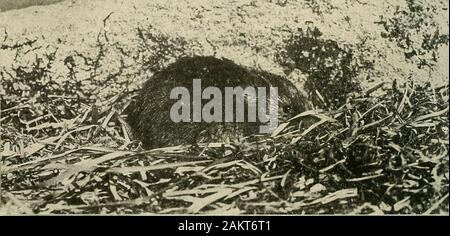 Starting young orchards . Figure 9. Young Gray Rabbits.. .-^^•^r^ Stock ...