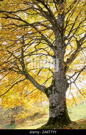 Beech forest, Urbasa Natural Park, Navarra, Spain, Europe Stock Photo ...
