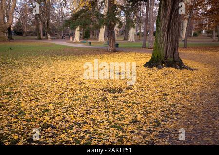 Germany, Cologne, autumn in the Stadtgarten (town garden). Deutschland ...