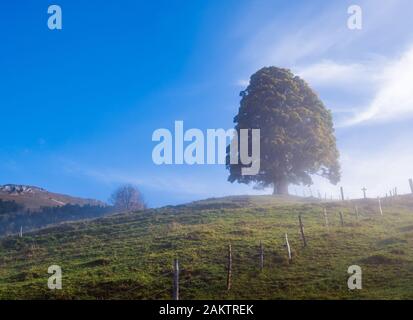 Misty autumn morning mountain and big lonely tree view from hiking path ...