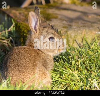 Wild Baby Bunny Rabbits (Oryctolagus cuniculus). Rare golden colour ...