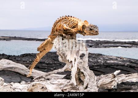 Dead Marine Iguana on the beach. Fernandina Island, Galapagos Stock ...