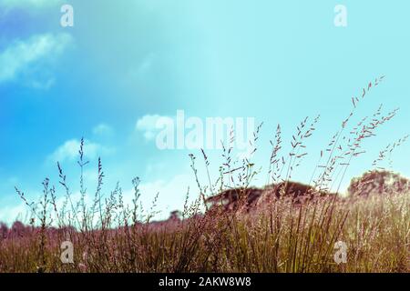 Grass field / veld landscape in Gauteng, South Africa Stock Photo - Alamy